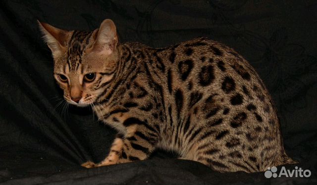 Бенгальская