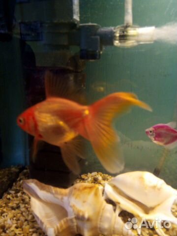 Рыбка золотая и не только.Обмен