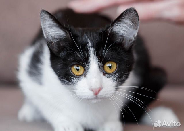 Котенок Тася ищет дом