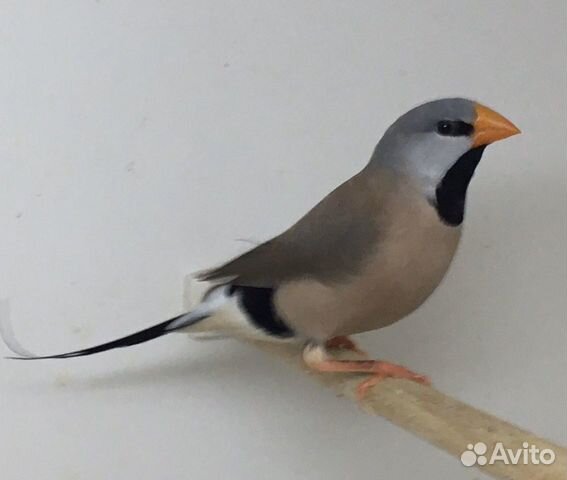 Острохвостая амадина самец