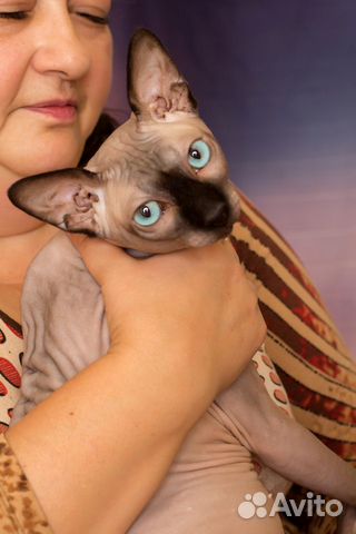 Канадский сфинкс кот на вязку