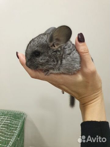 Шиншиллы щенята 2 месяца