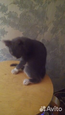 3х месячная кошечка ишет дом