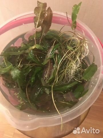 Аквариумное растение прополка