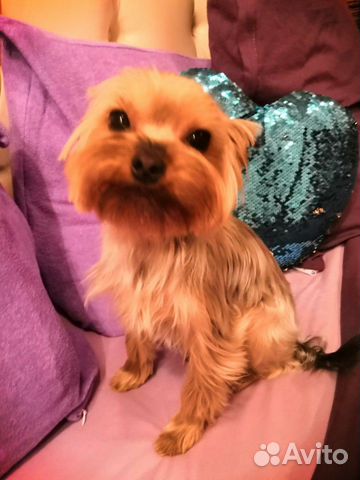 Вязка йоркширский терьер