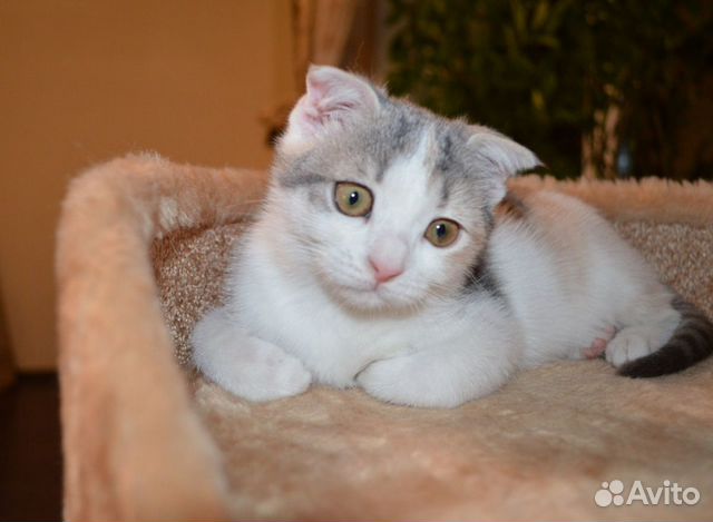 Котенок в добрые руки