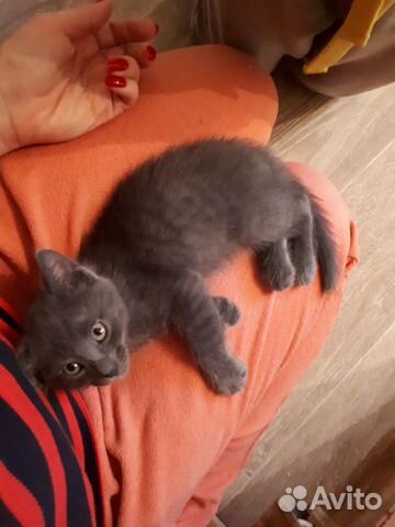 Котенок русской голубой породы