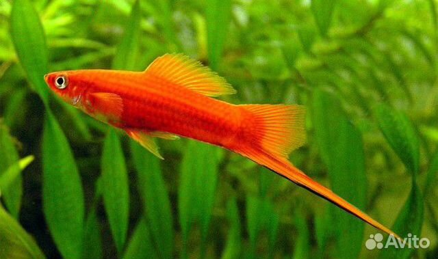 Меченосец красный