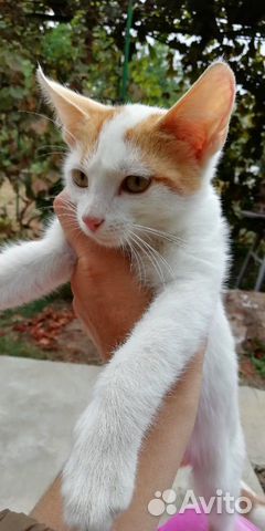 Котик