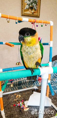 Птенец-выкормыш каика