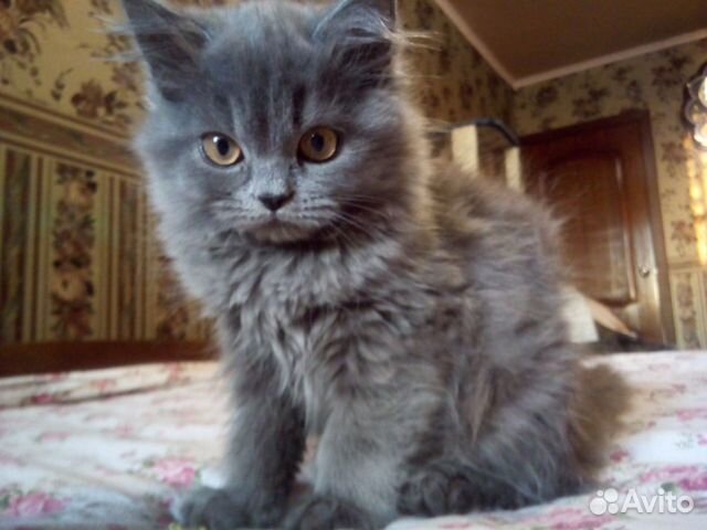 Шантильи-Тиффани - девочка голубого окраса