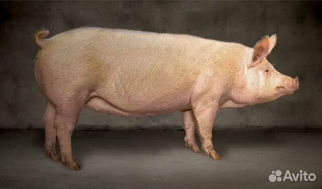 Продаются свиньи
