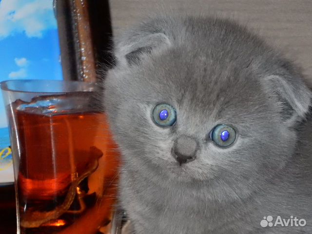 Голубой шотландский вислоухий котик