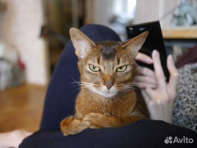 Абиссинская кошка