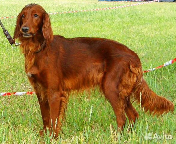 Щенки ирландского сеттера от Чемпионов