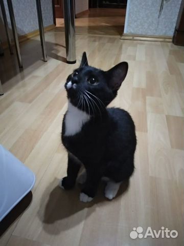 Котята-пушистики в добрые и ответственные руки