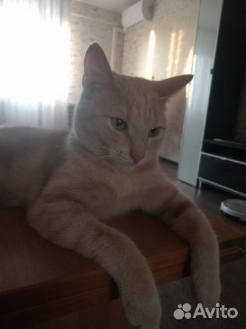 Кошка