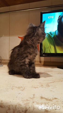 Котенок