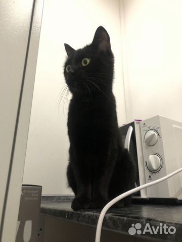 Кот домашний потеряшка