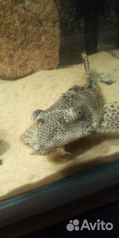 Птерегоплихт парчовый