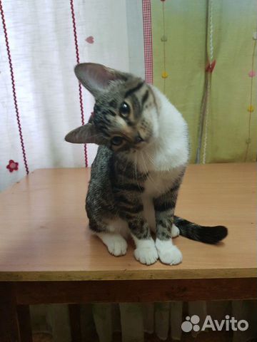 Котята ищут дом