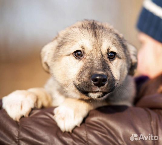 Щенок крупный охранный в добрые руки