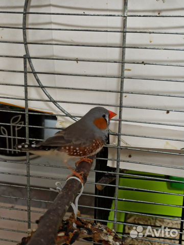 Зебровые Амадины