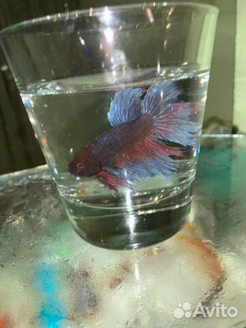 Рыбка петушок