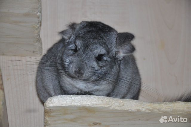 Шиншилла - самочка