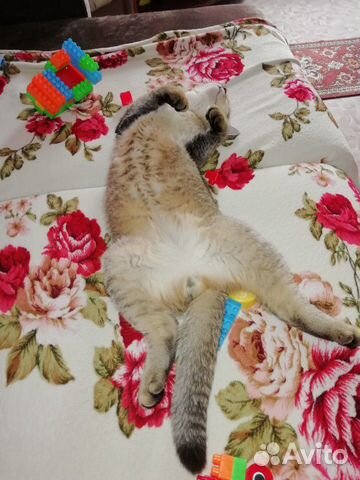 Кошка