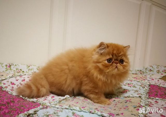 Сладкий персёныш