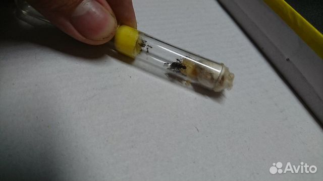 Чёрный садовый муравей Lasius Niger