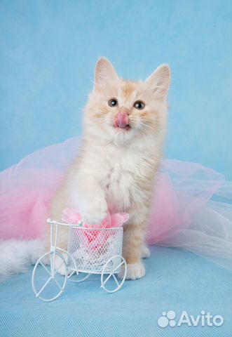 Только для девочек