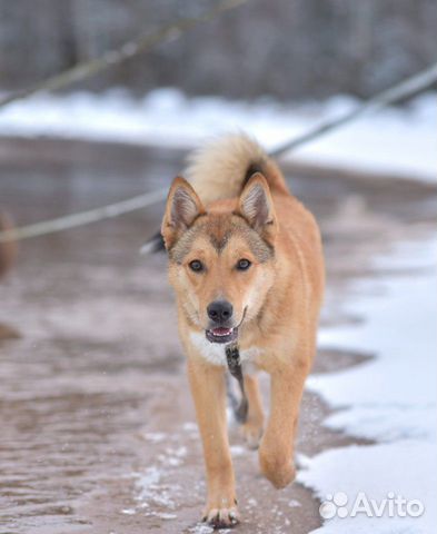 Солнечный позитив, щенок Туве ждёт хозяев
