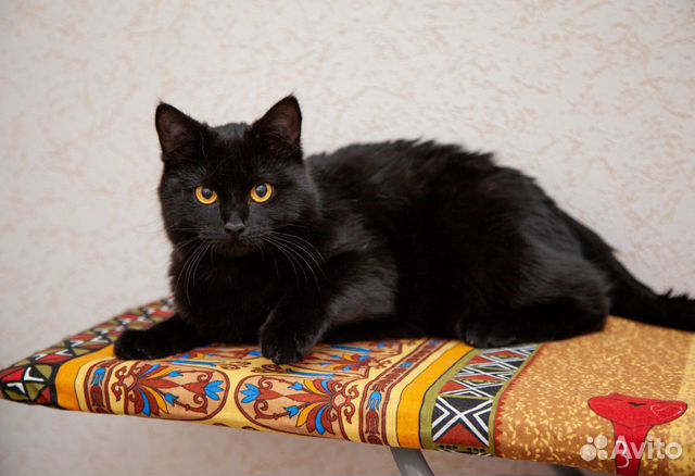 Котик Саймон ищет дом