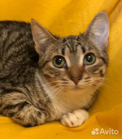 Замечательная девочка Лулу 6 мес ищет свой дом