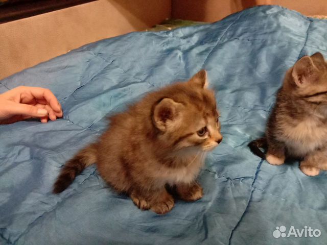 Котята продам