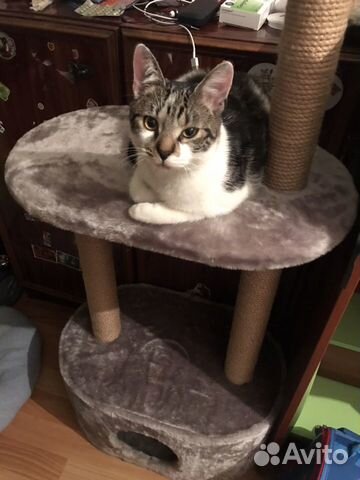 Отдам даром кота