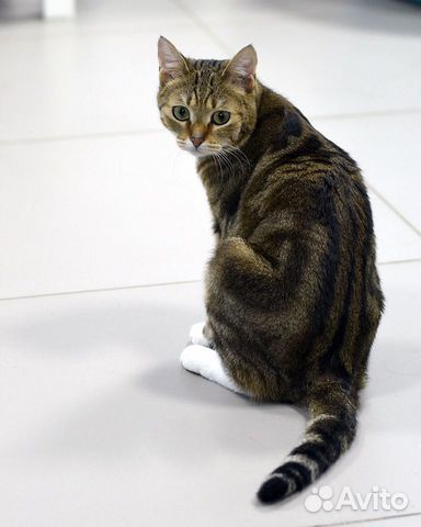 Кошка Стелла