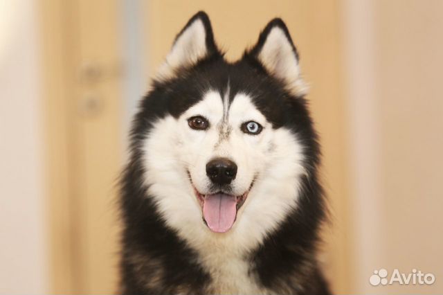 Красавец Пират хаски в дар