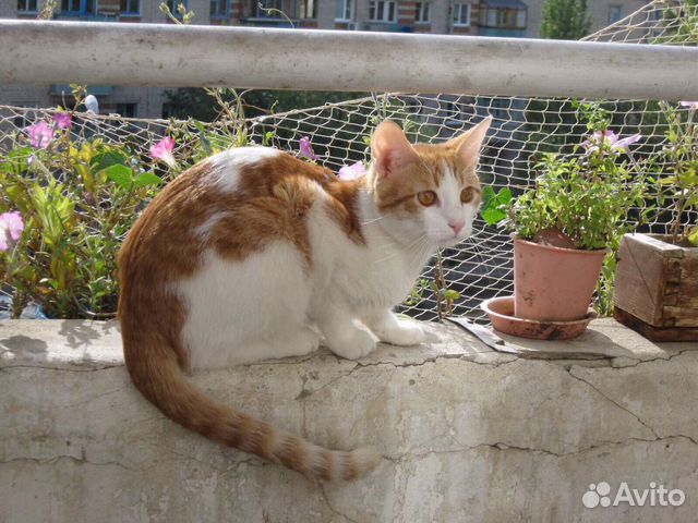 Кот