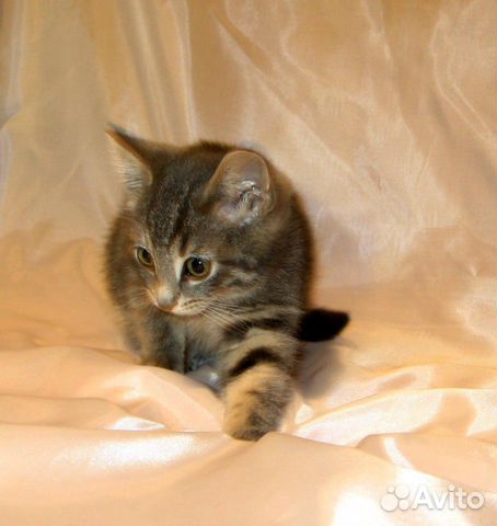 Котята Два мальчика ищут надежных хозяев