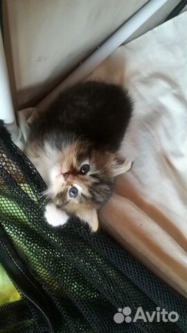 Котёнок сибирской породы, окрас лесной