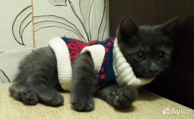 Плюшевый котёнок ищет хозяев