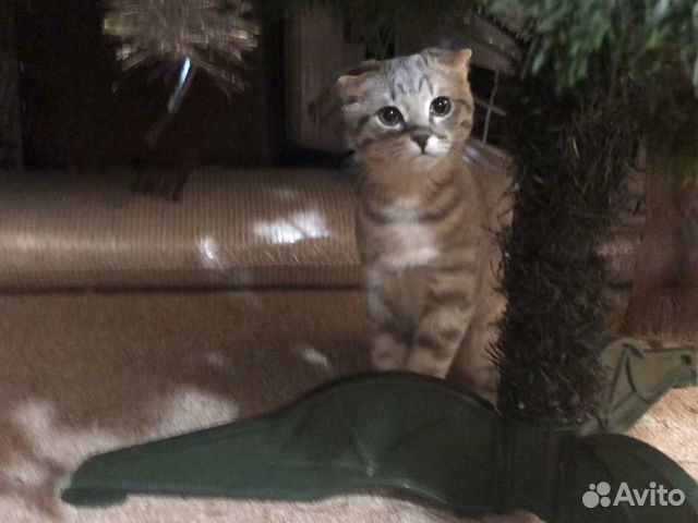 Кошка шотландская вислоухая