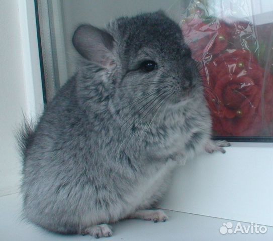 Шиншиллы Ангоры и Носители