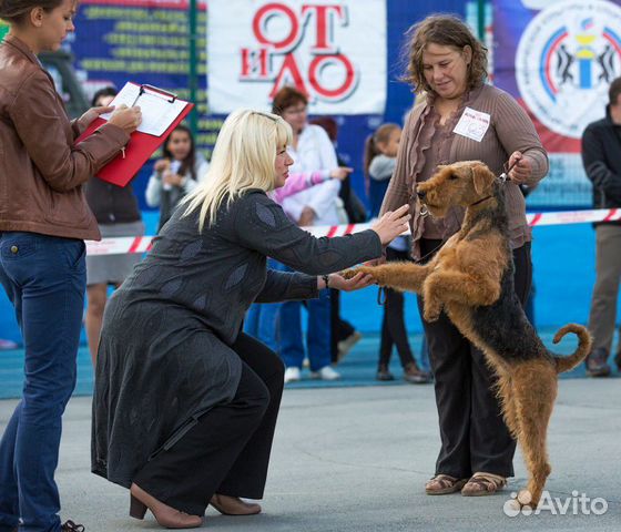 Щенки эрдельтерьера