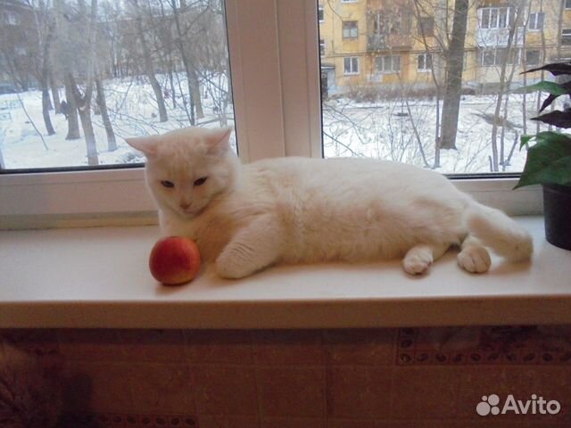 Белый котик ищет семью