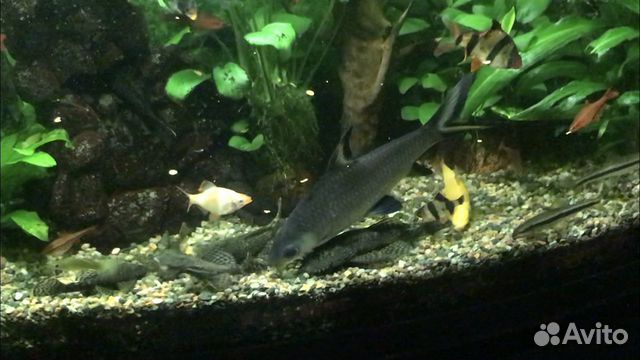 Акулий барбус «Балу»