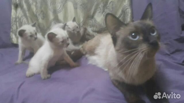 Сиамские котята 27.11.2019гр